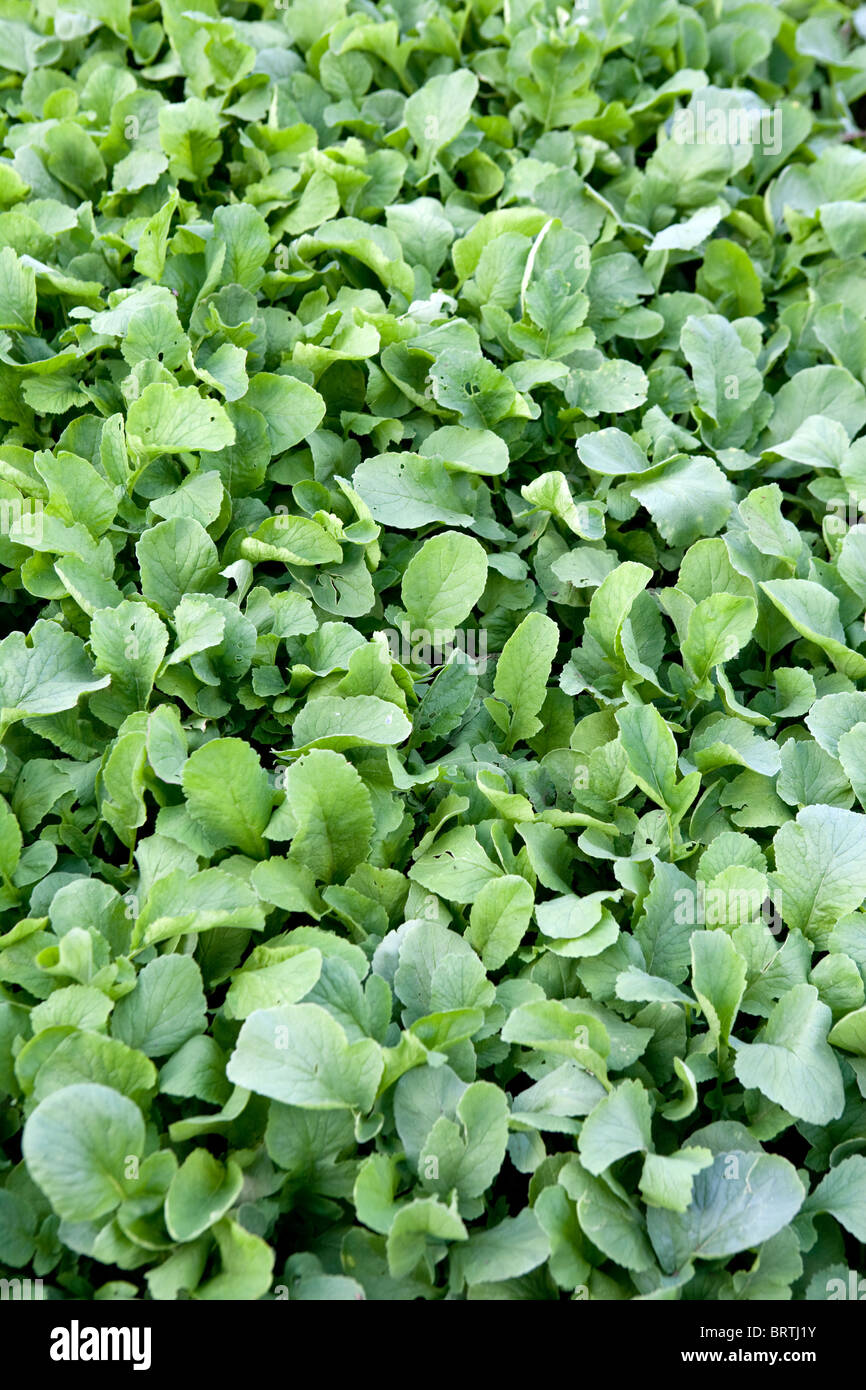 salad garden bio biologic sprouts growing greens leafy leaves gardens ...