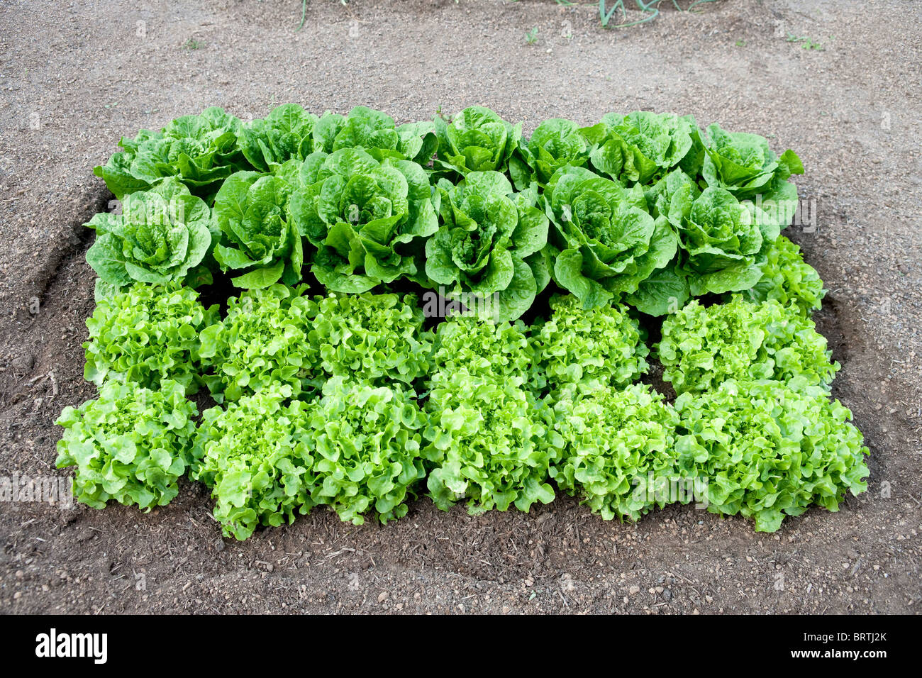 salad garden bio biologic sprouts growing greens leafy leaves gardens ...