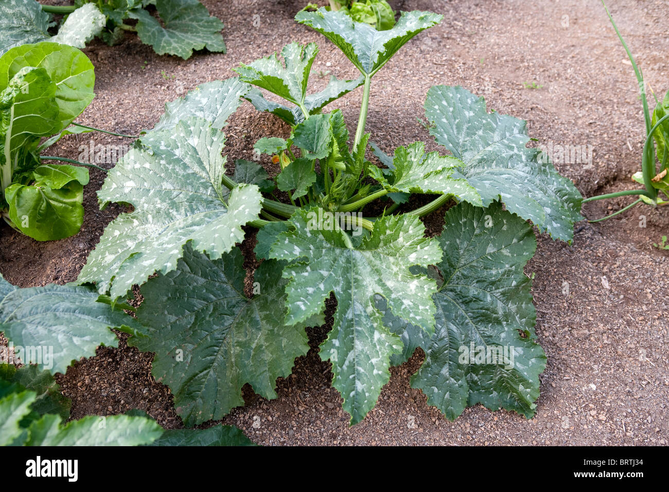 Zucchini garden bio biologic sprouts growing greens leafy leaves ...