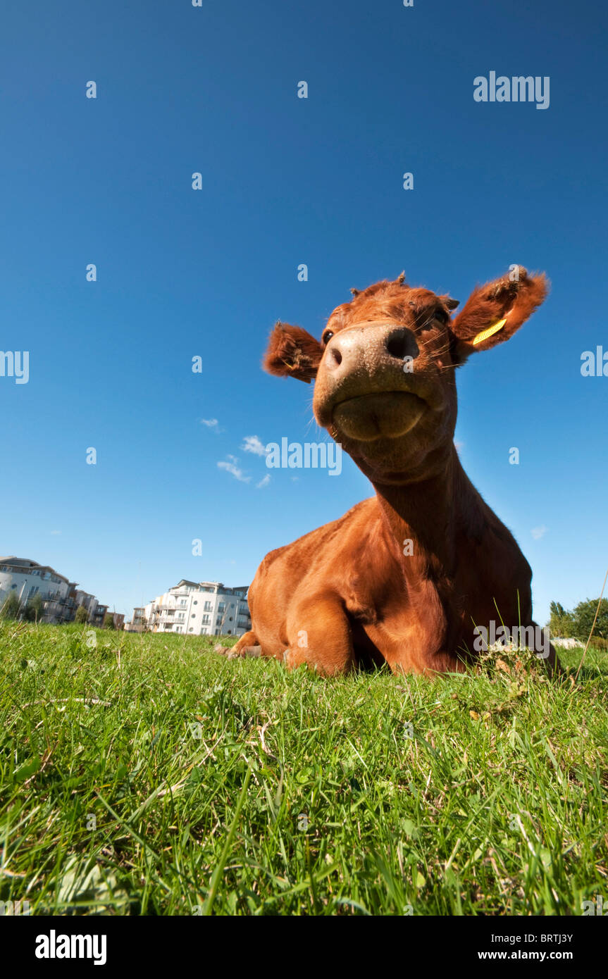 Cow in field Stock Photo - Alamy