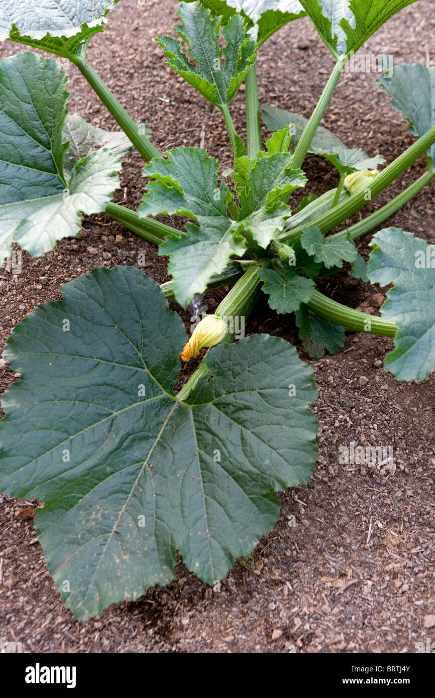 Zucchini garden bio biologic sprouts growing greens leafy leaves ...