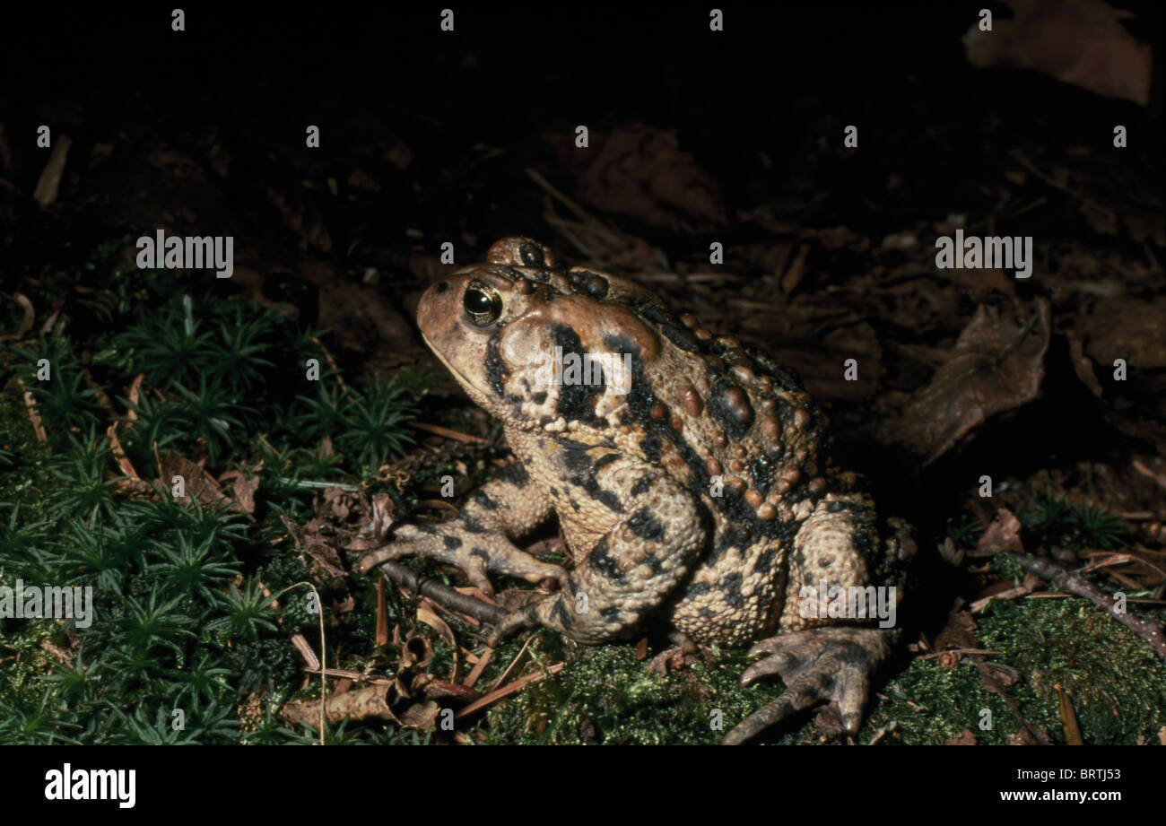 American Toad. Bufo americanus Canada Stock Photo - Alamy