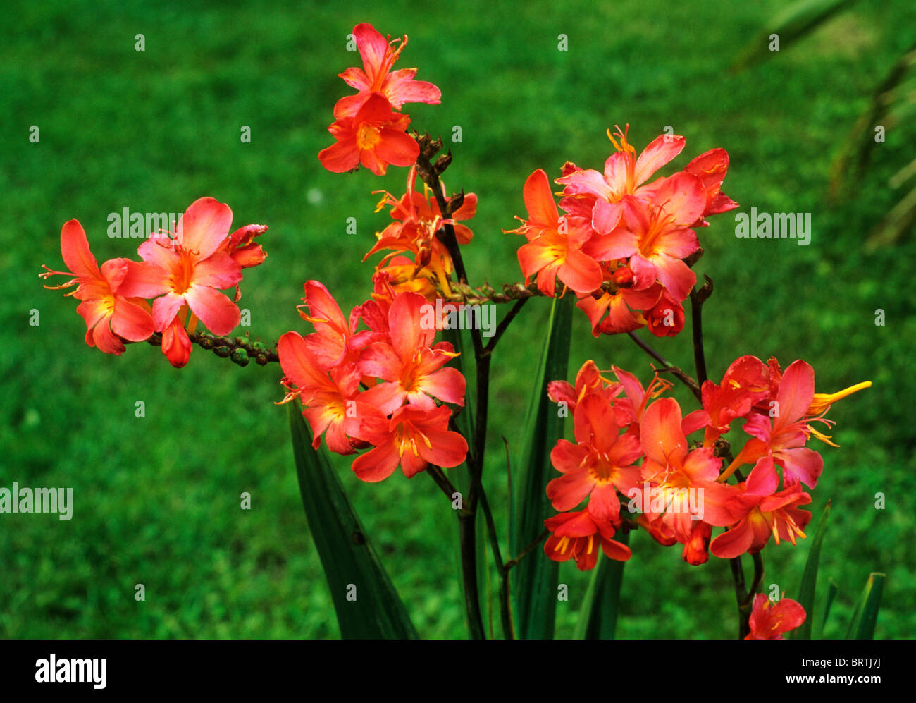 Montbretias Stock Photos & Montbretias Stock Images - Alamy