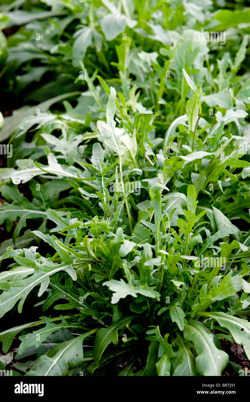 rucola ruchetta bio biologic sprouts growing greens leafy leaves ...