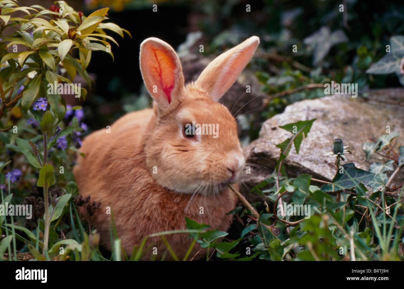 Ginger colored rabbit hi-res stock photography and images - Alamy