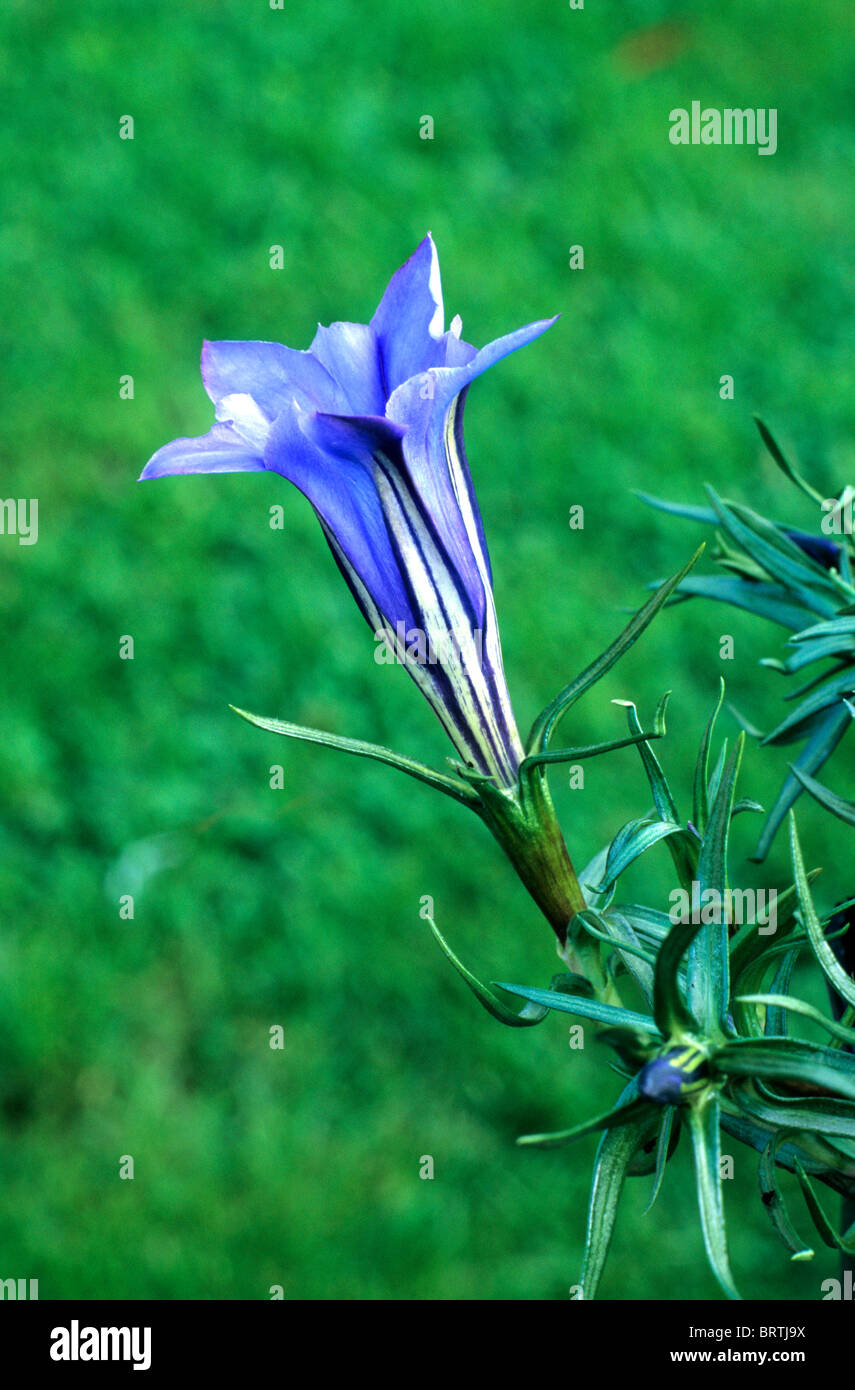 Gentiana lucerna gentian gentians blue flower flowers garden plant ...