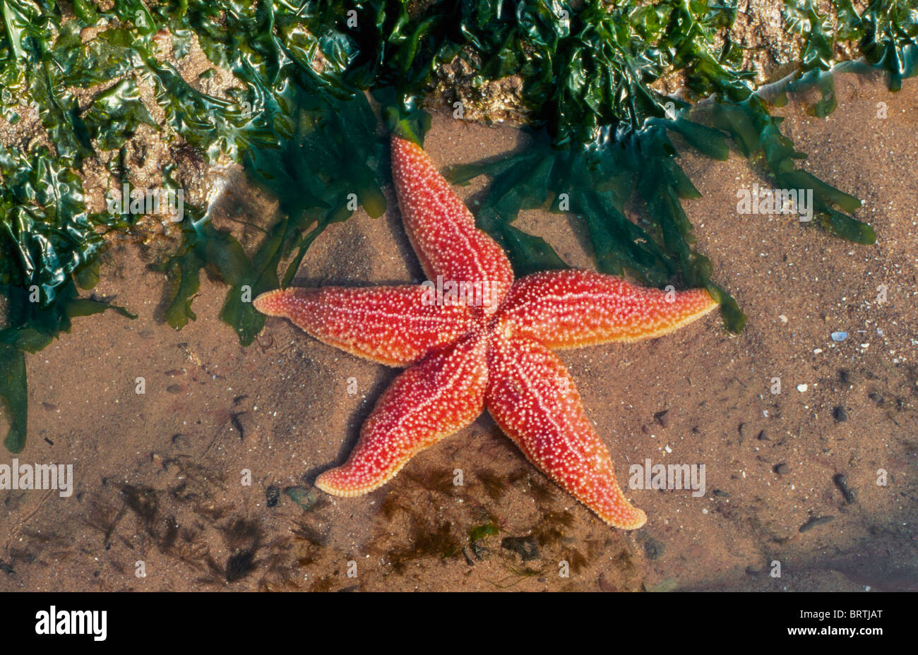 Common Starfish in rock pool. Devon. UK Stock Photo - Alamy