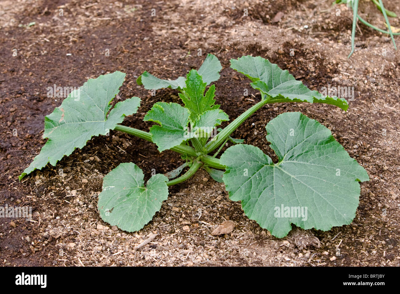 organic garden bio biologic sprouts growing greens leafy leaves gardens ...