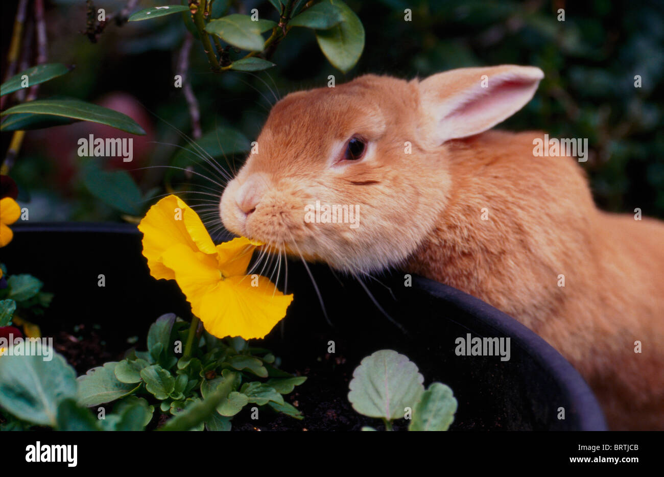 Ginger colored rabbit hi-res stock photography and images - Alamy