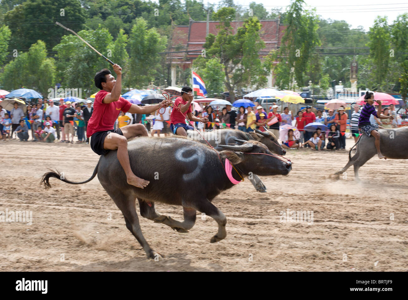 Buffalo Racing in Thailand Stock Photo - Alamy
