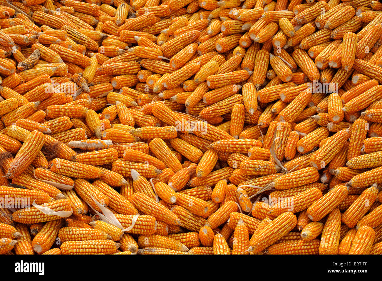 Corn cob without the corn hi-res stock photography and images - Alamy