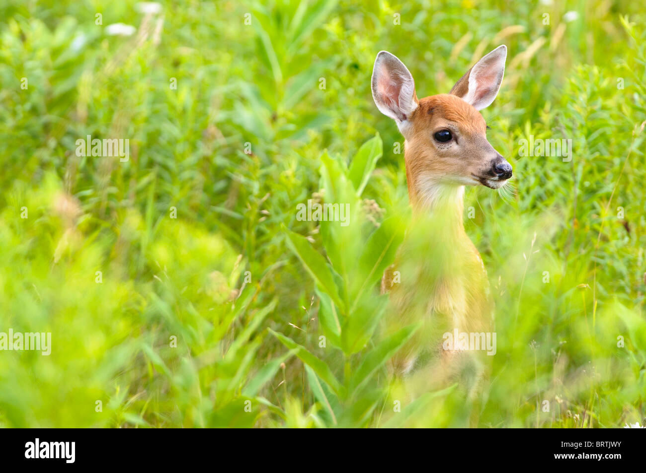 Baby deer hiding grass hi-res stock photography and images - Alamy