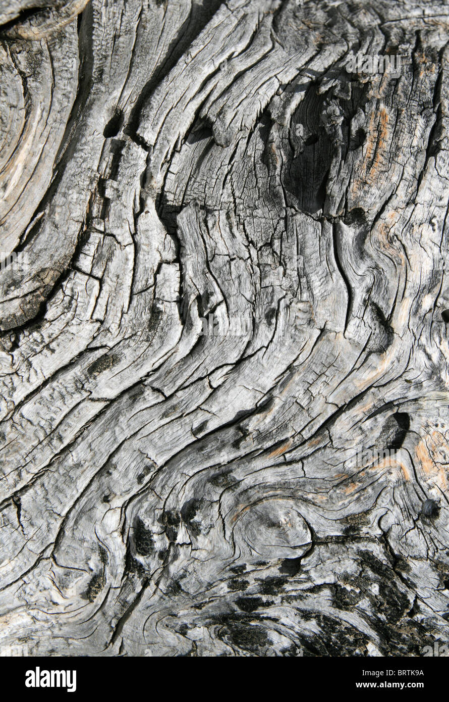 Curved and split dead wood hi-res stock photography and images - Alamy