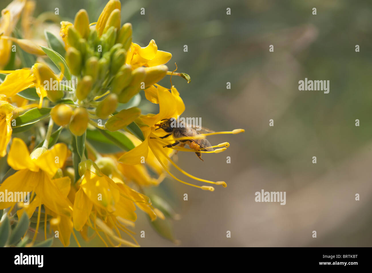 Yellow Bladderpod High Resolution Stock Photography and Images - Alamy