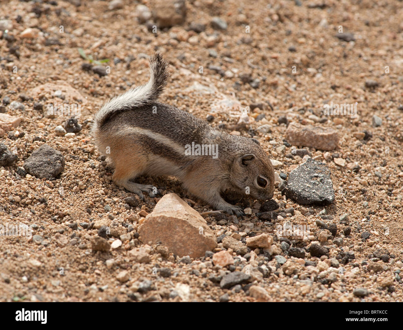 A White-Tailed Antelope Squirrel at Joshua Tree National Park Stock ...