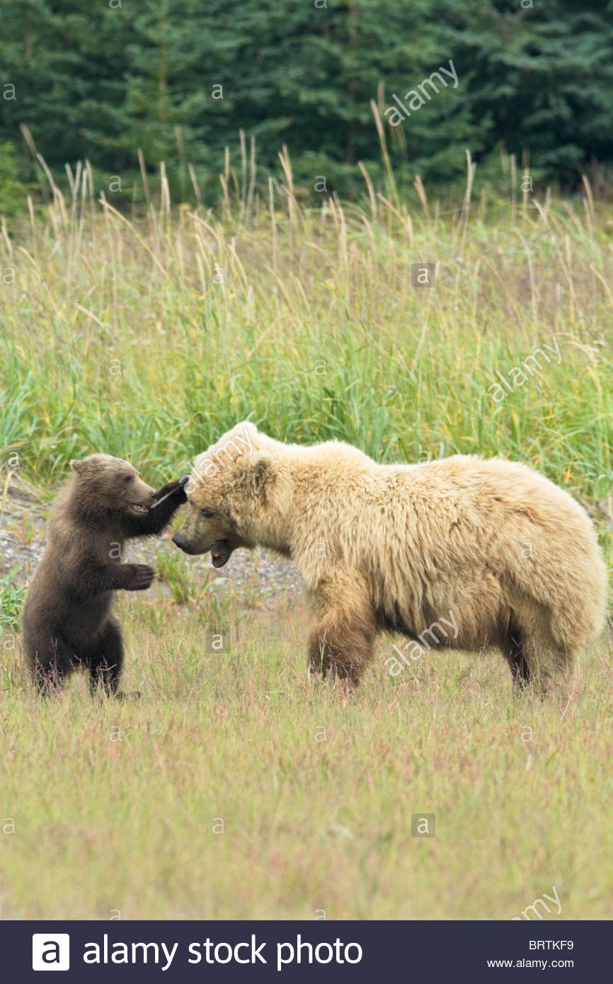 Bear And Cub Playing High Resolution Stock Photography and Images - Alamy