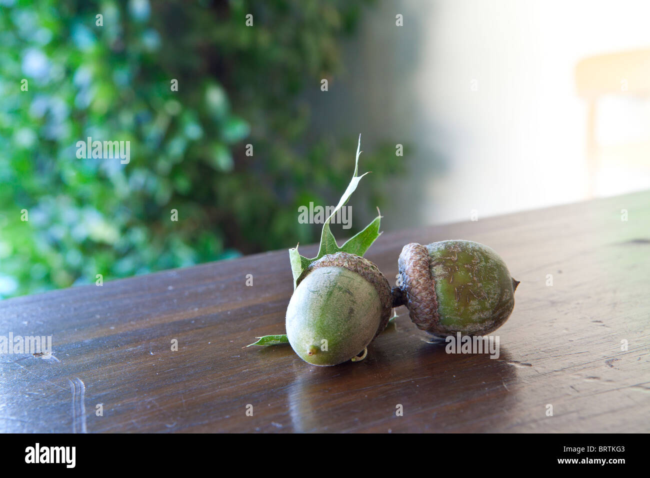 Acorns and oak leaf Stock Photo - Alamy Acorns and oak leaf Stock Photo - Alamy