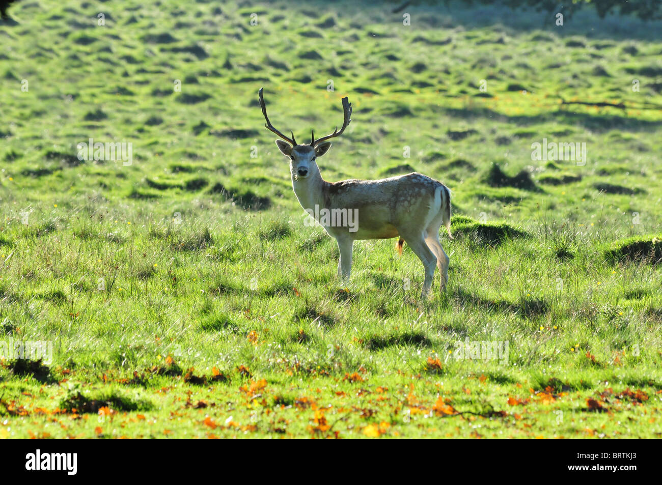 Fallow Deer stag Stock Photo - Alamy