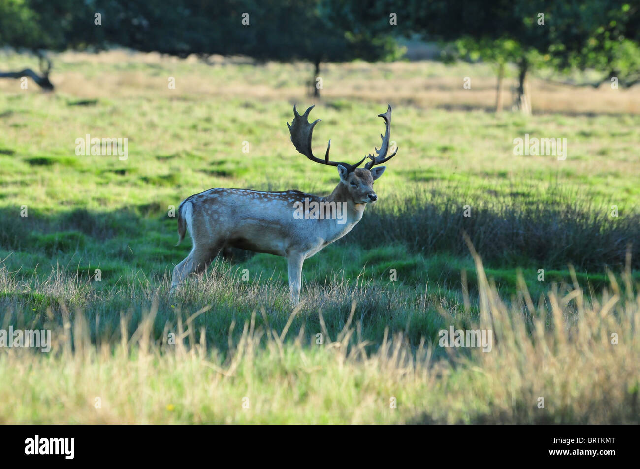 Fallow Deer stag Stock Photo - Alamy