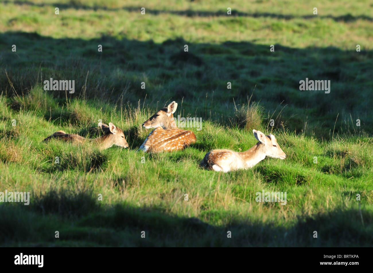 Deer lying down hi-res stock photography and images - Alamy