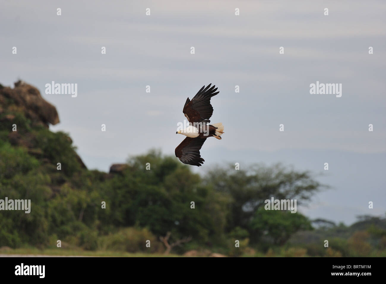 African Fish-Eagle - African Sea-Eagle (Haliaeetus vocifer) diving in ...