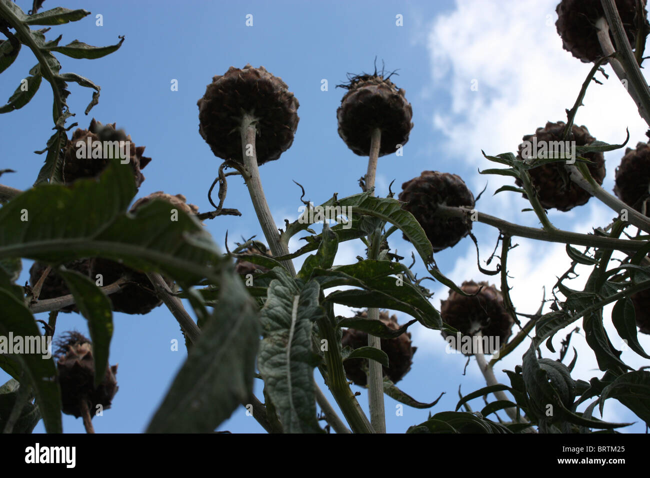giant thistles, towering Stock Photo - Alamy