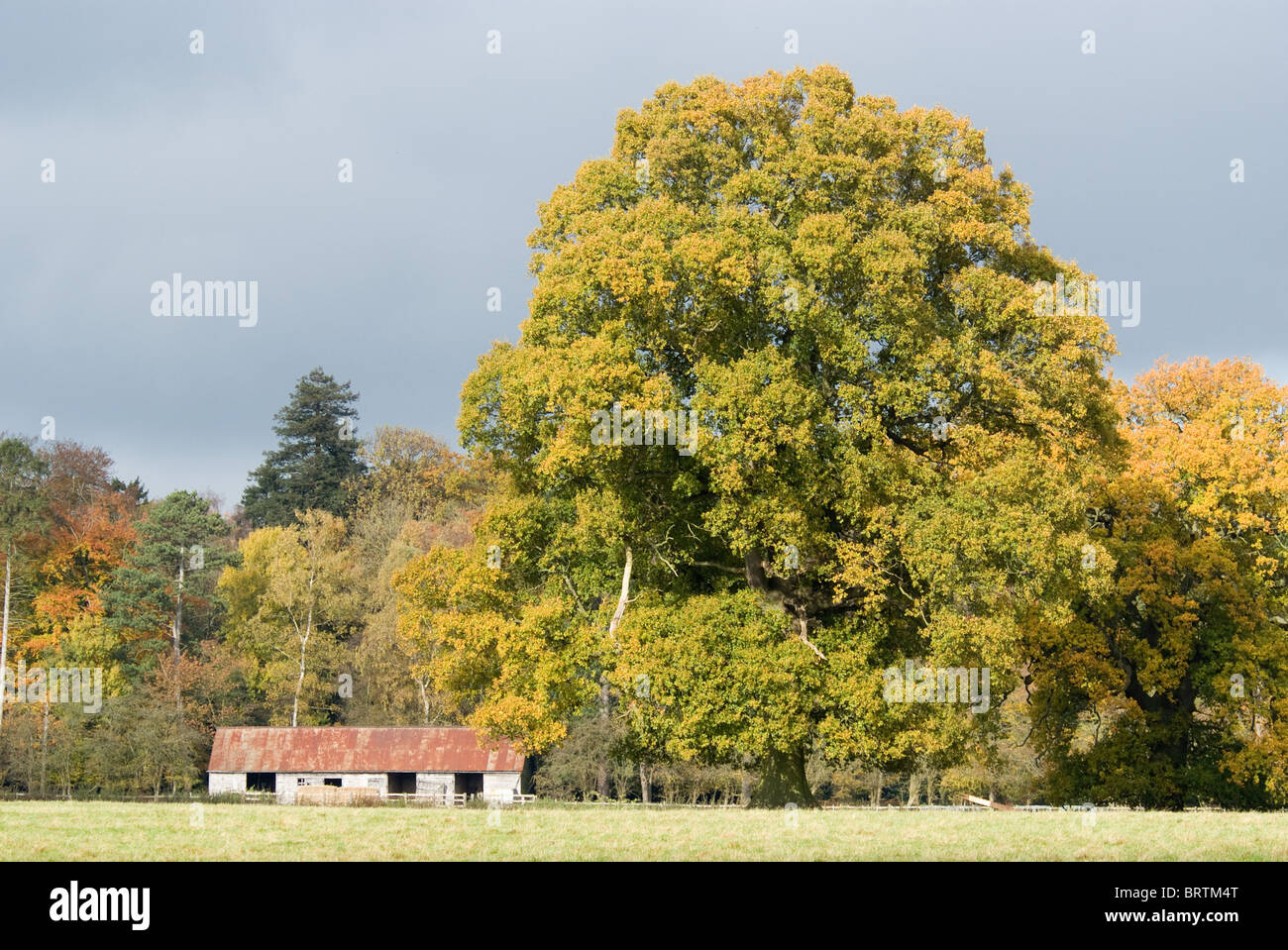 Barn oak trees field hi-res stock photography and images - Alamy