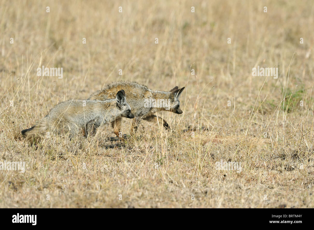 Bat-eared fox - Long-eared fox - Big-eared fox (Otocyon megalotis ...