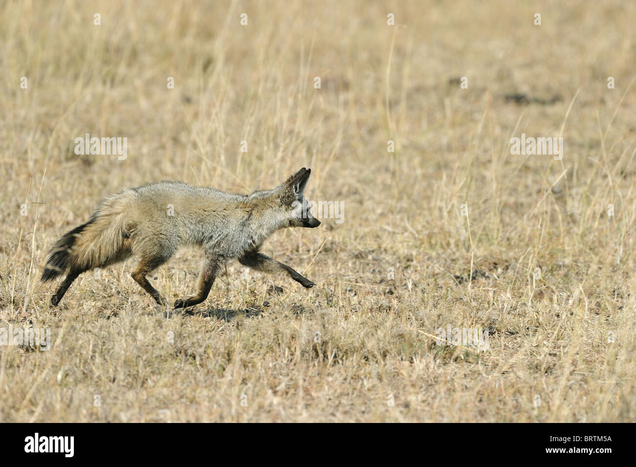 Bat-eared fox - Long-eared fox - Big-eared fox (Otocyon megalotis ...