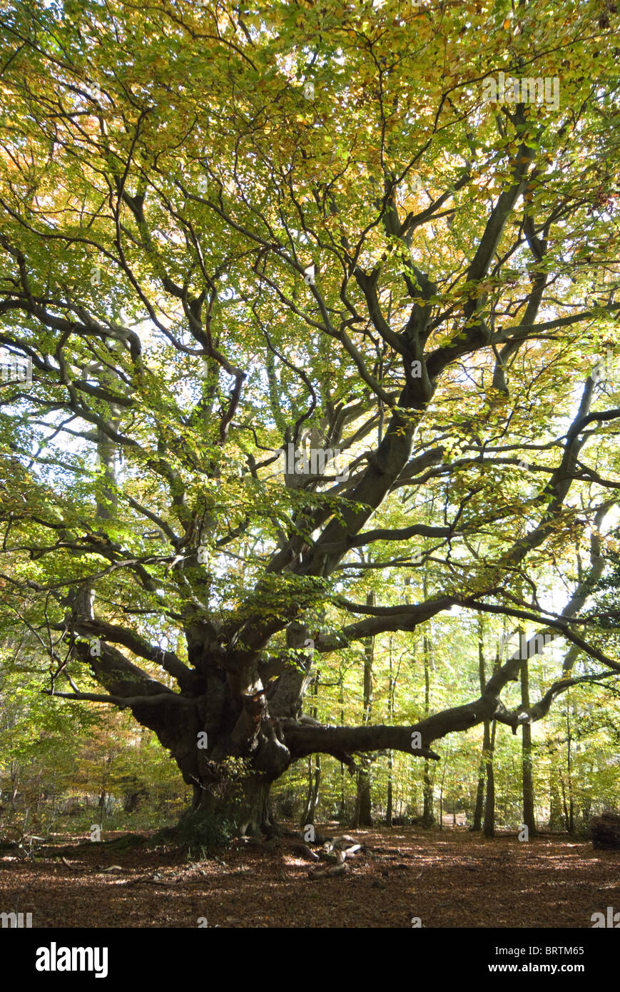 Beech pollard hi-res stock photography and images - Alamy