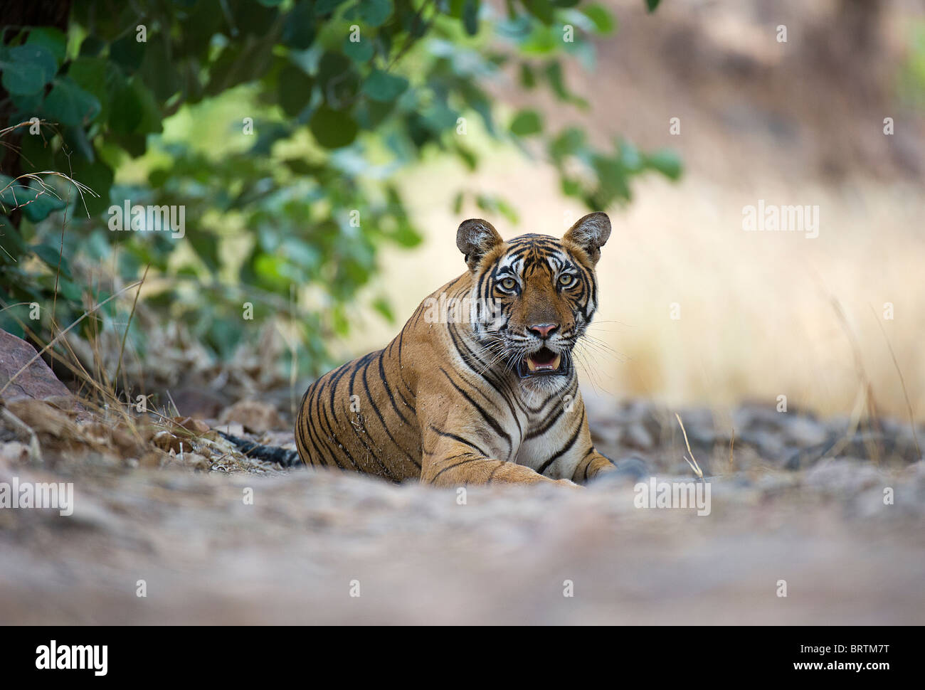 Tiger corbett hi-res stock photography and images - Alamy