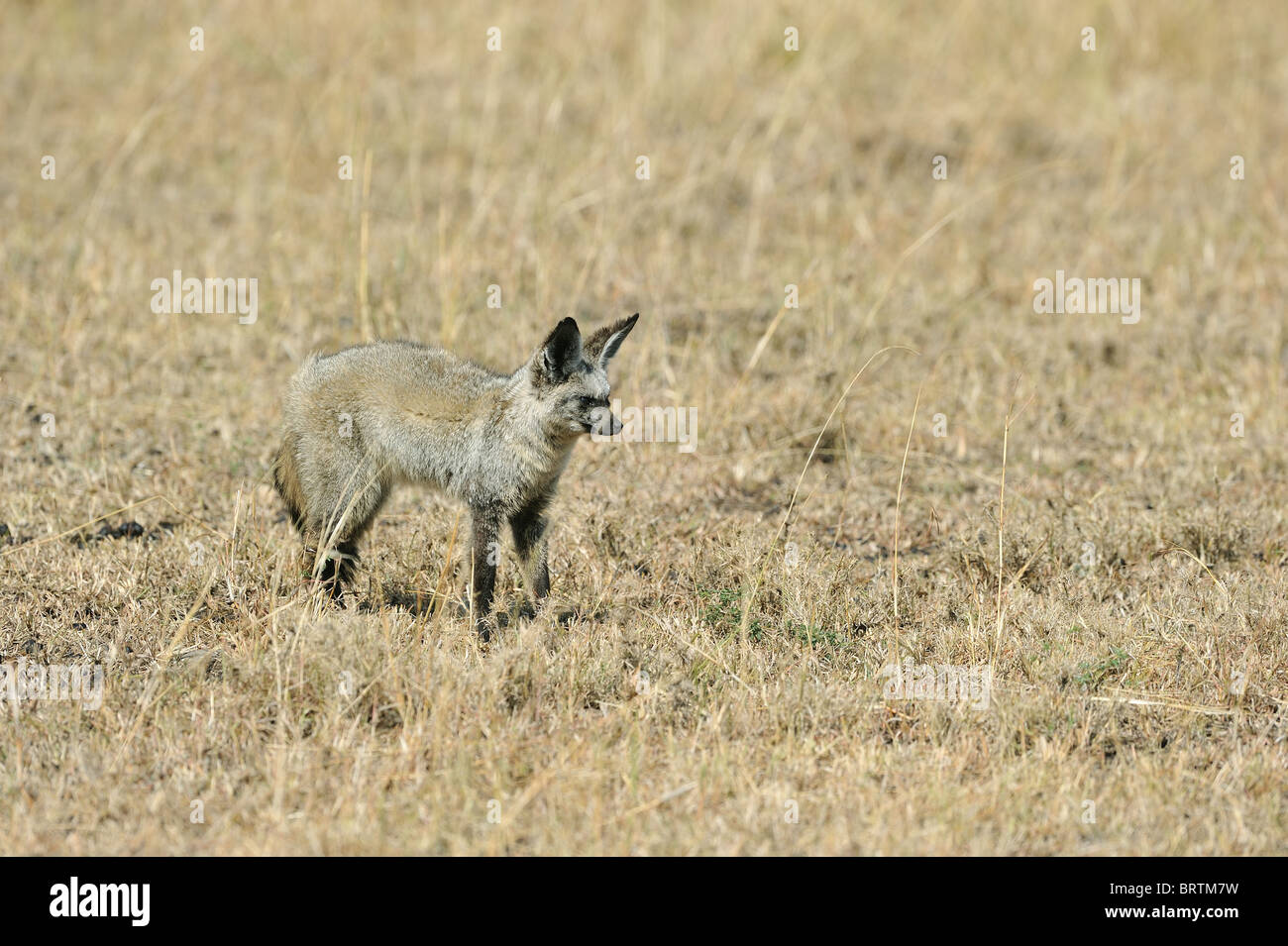Bat-eared fox - Long-eared fox - Big-eared fox (Otocyon megalotis ...