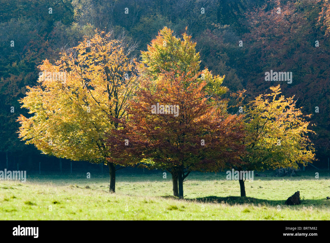 Group of saplings hi-res stock photography and images - Alamy
