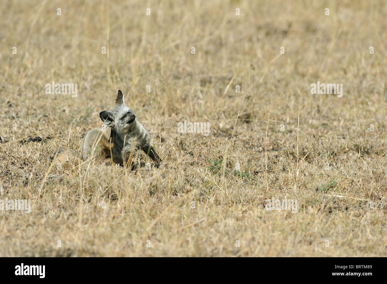 Bat-eared fox - Long-eared fox - Big-eared fox (Otocyon megalotis ...