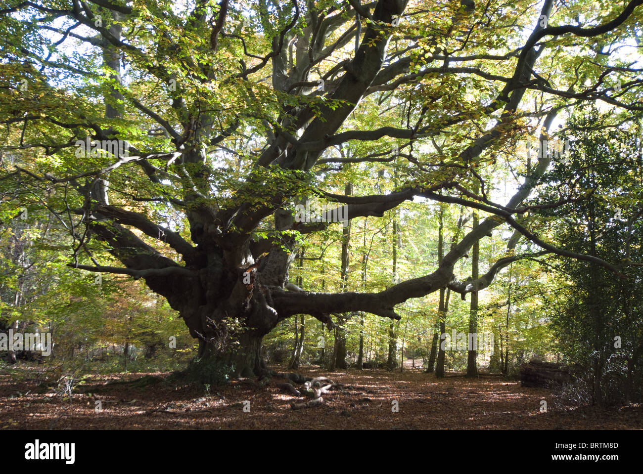 Pollarded beech hi-res stock photography and images - Alamy