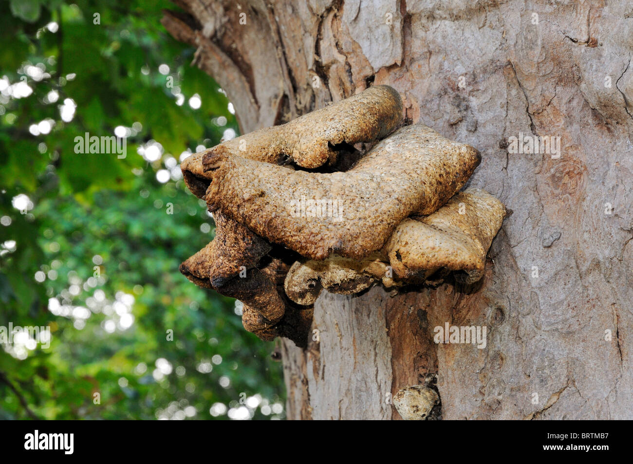 Fungus on tree trunk hi-res stock photography and images - Alamy