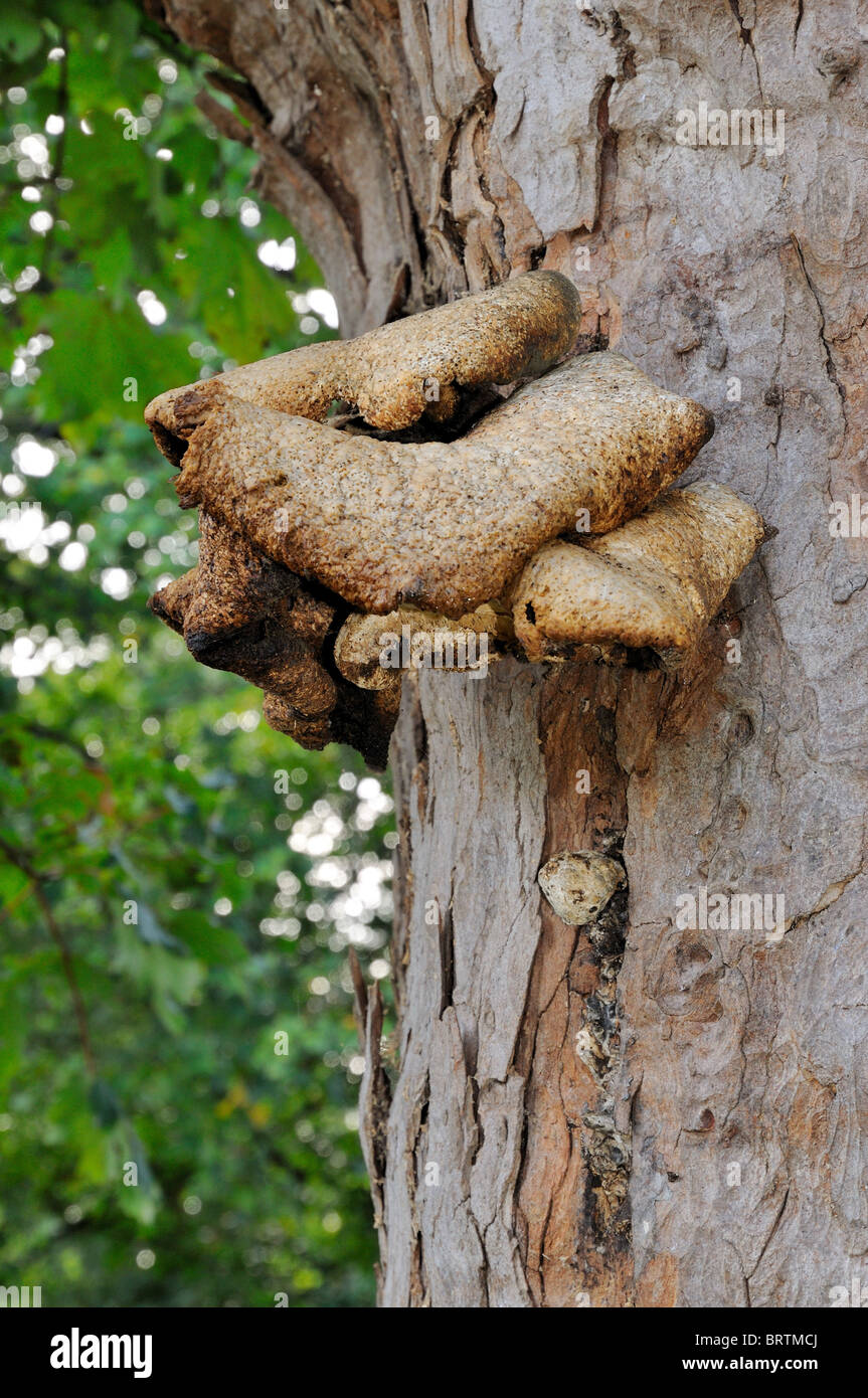 Tree Bracket Fungus High Resolution Stock Photography and Images - Alamy