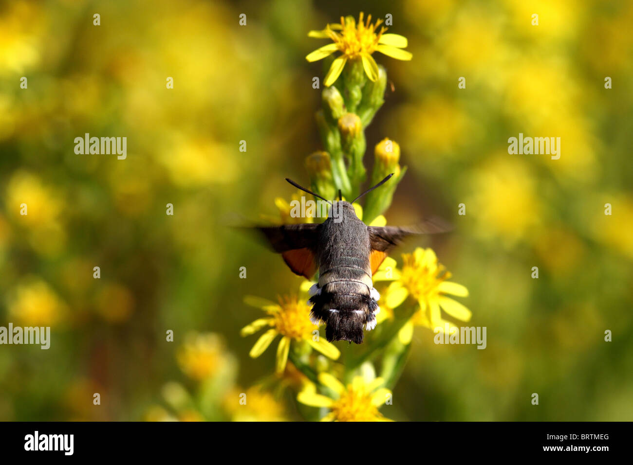 Bird moth hi-res stock photography and images - Alamy