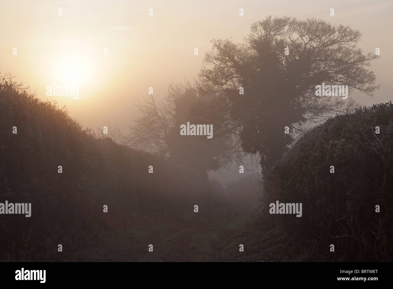 Magical lane hi-res stock photography and images - Alamy