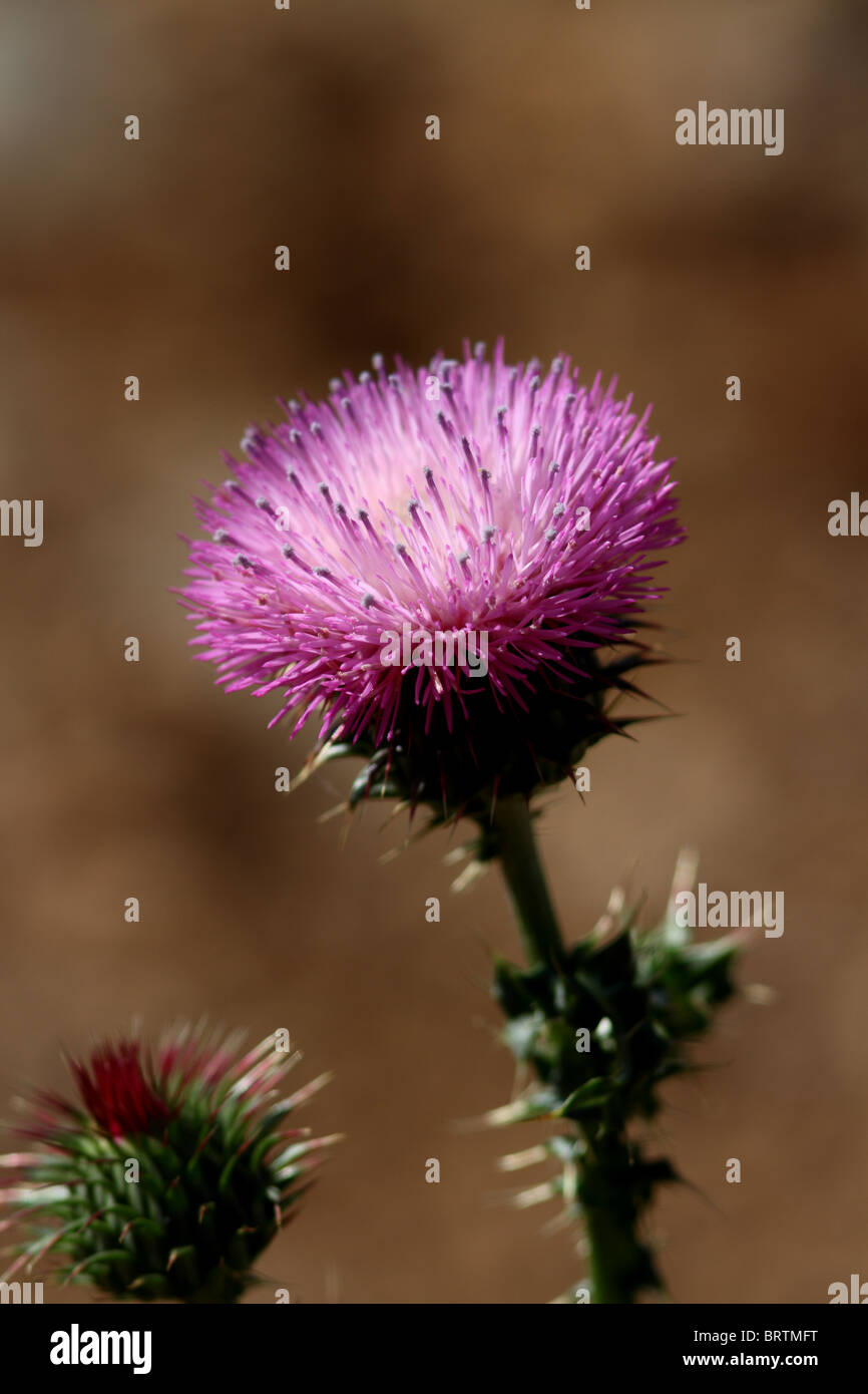 Purple thistle weed hi-res stock photography and images - Alamy Purple thistle weed hi-res stock photography and images - Alamy