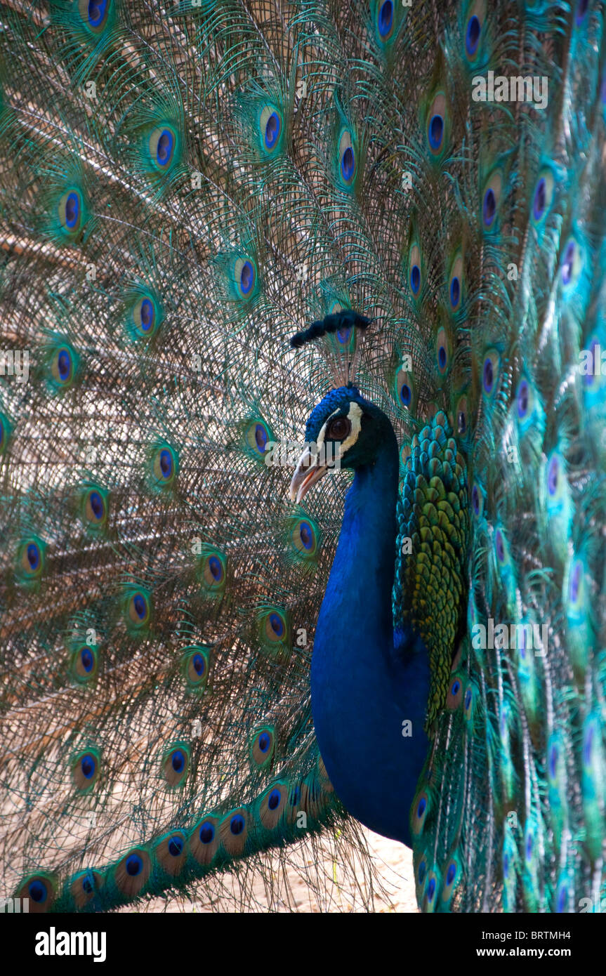 Side view of a peacock with tail spread for mating display Stock Photo ...