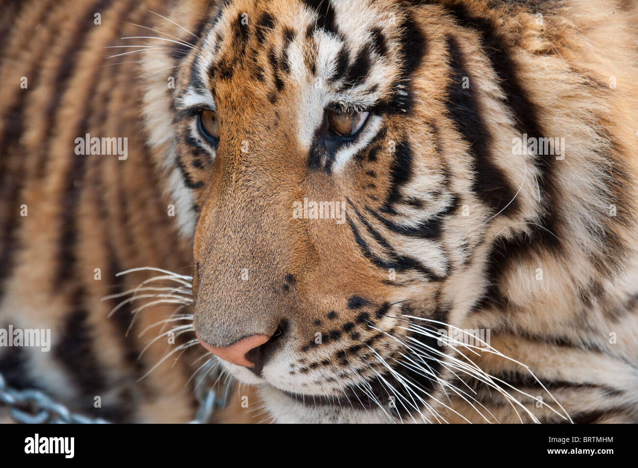 Tiger face close up hi-res stock photography and images - Alamy