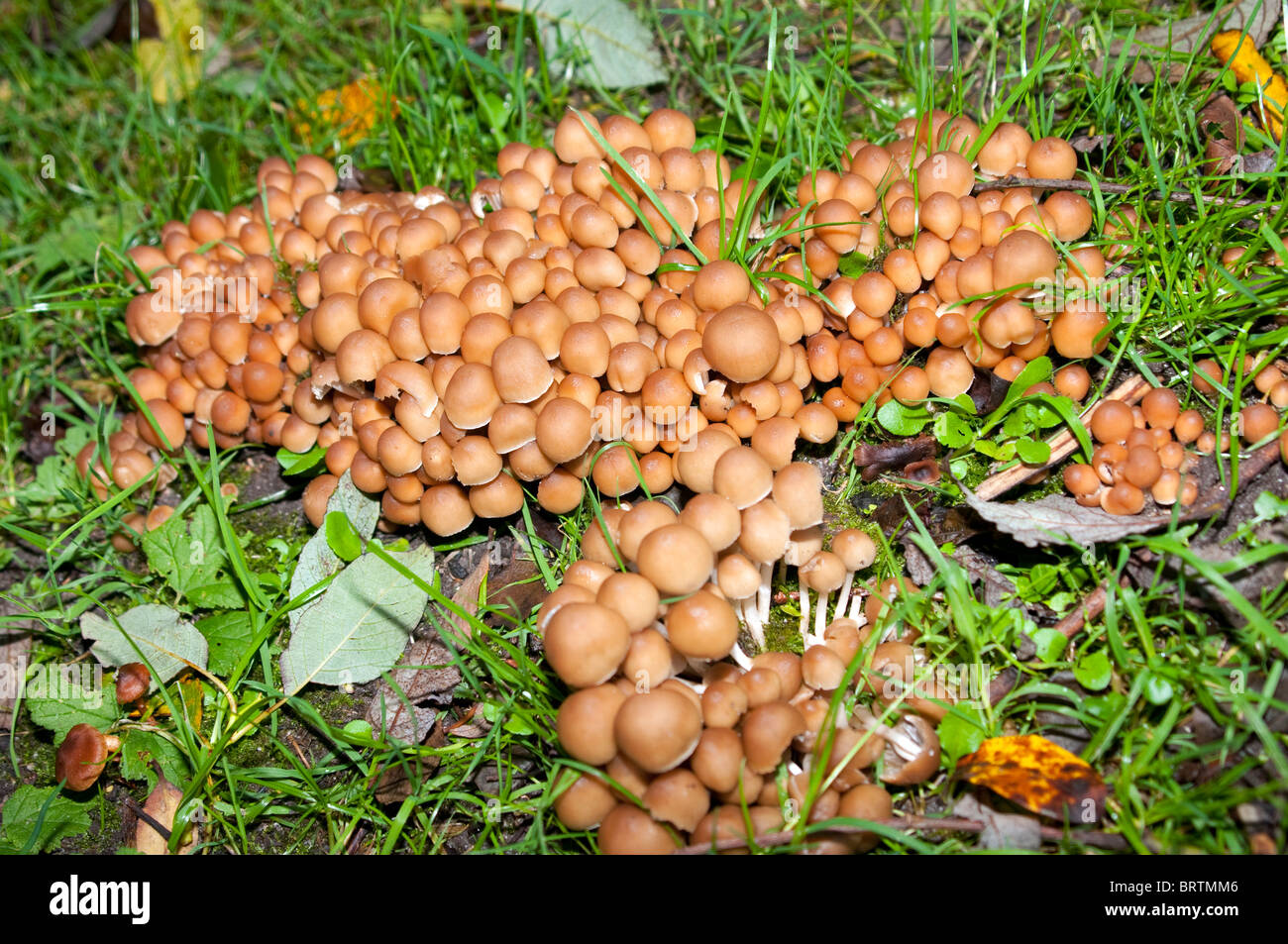 A collection of wild toadstools on the forest floor Stock Photo - Alamy