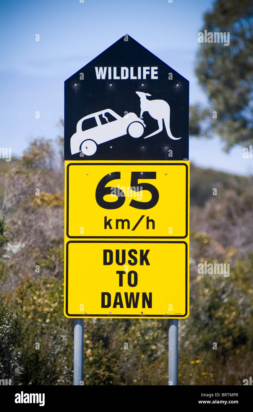 Car versus the Kangaroo in a drivers warning sign in Australia Stock ...