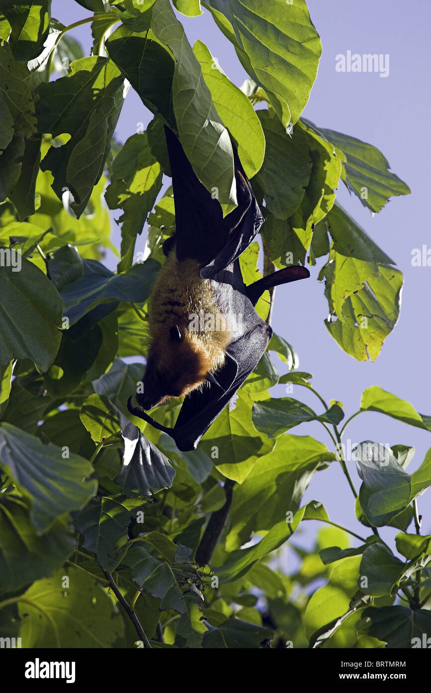 Fruit bat in a tree on an island in the maldives Stock Photo - Alamy