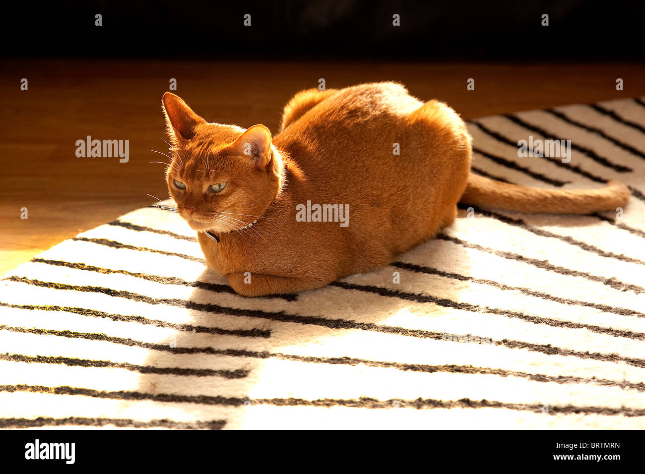 Abyssinian breed hi-res stock photography and images - Alamy