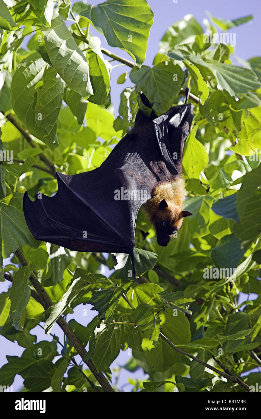 Bat tree hi-res stock photography and images - Alamy