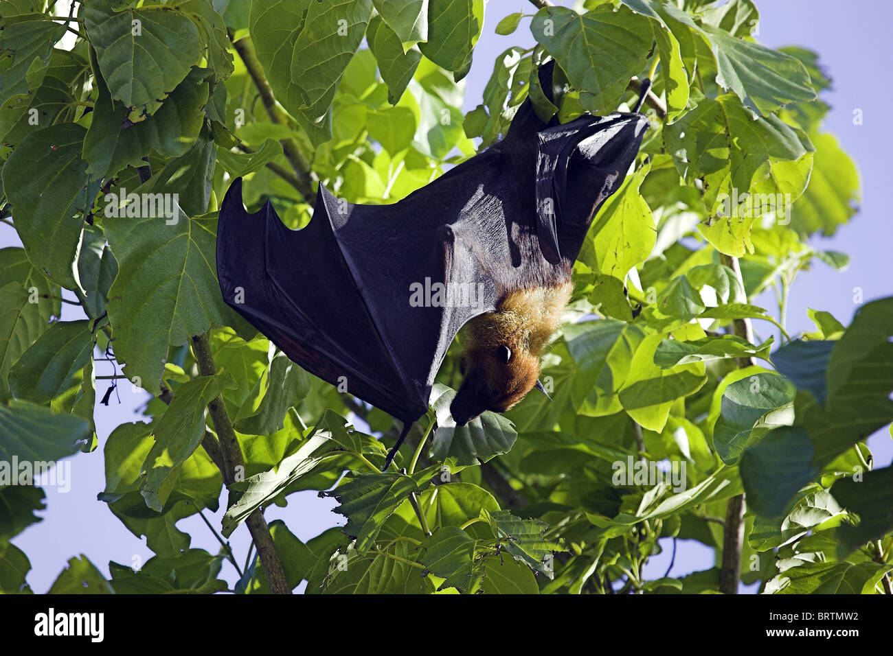Bat tree hi-res stock photography and images - Alamy