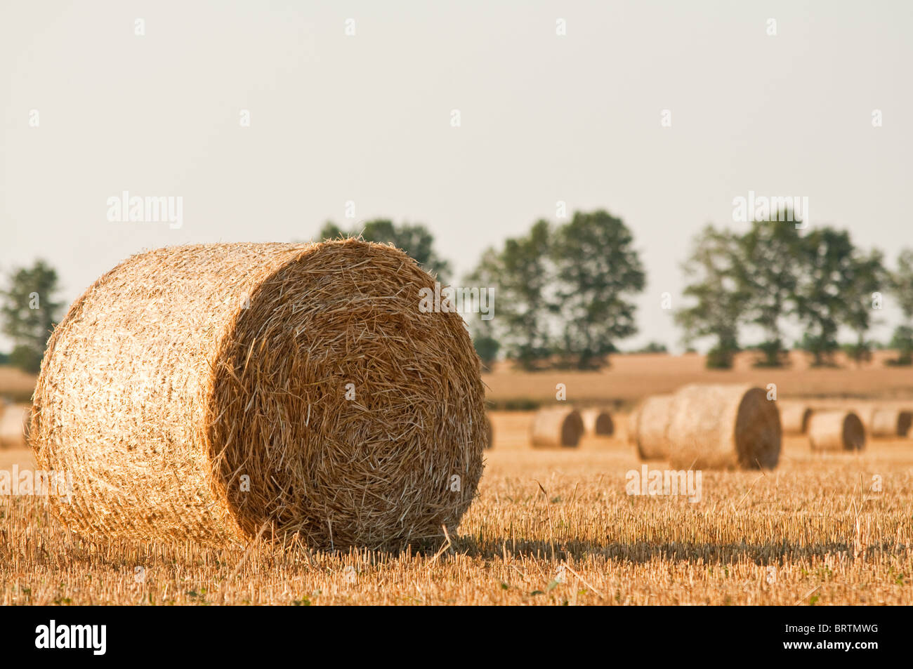 Straw rolls on summer farmer field Stock Photo - Alamy