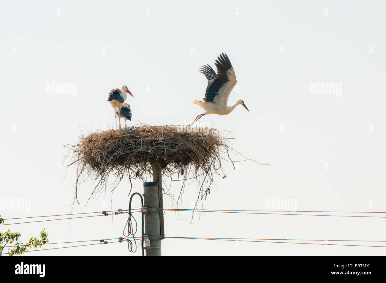 stork family in straw nest Stock Photo - Alamy